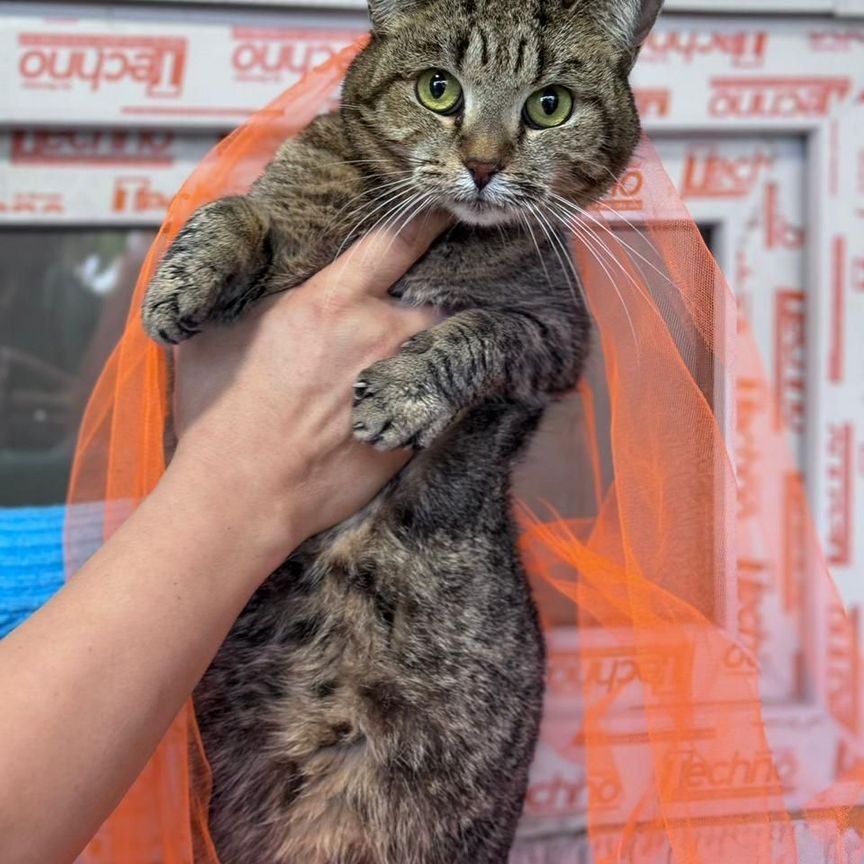 Кошка в дар