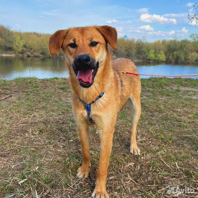 Шиба сиба ину большая