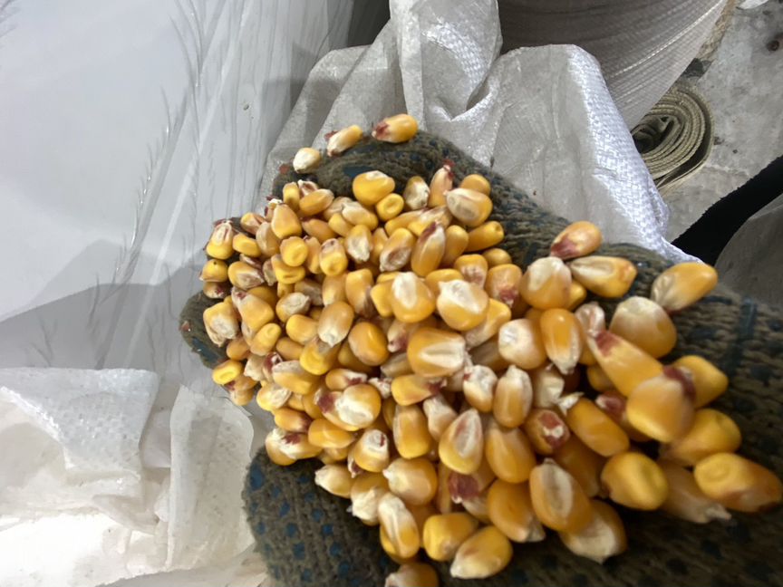 Кукуруза кормовая