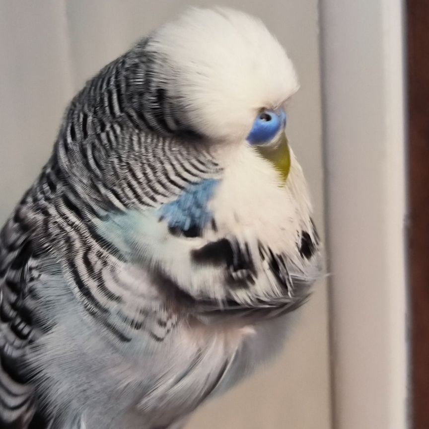 Самец выставочного волнистого попугая чехи