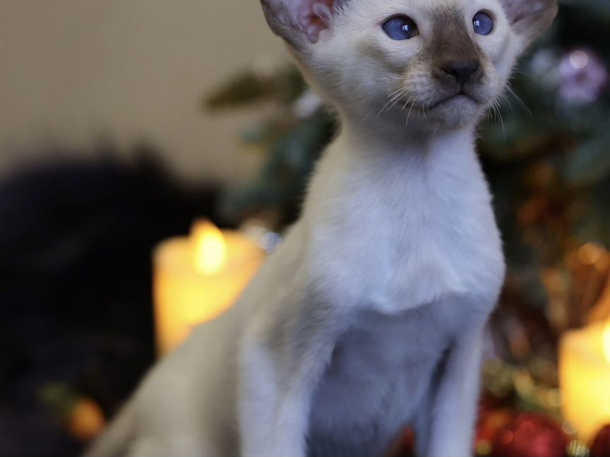 Ориентальная