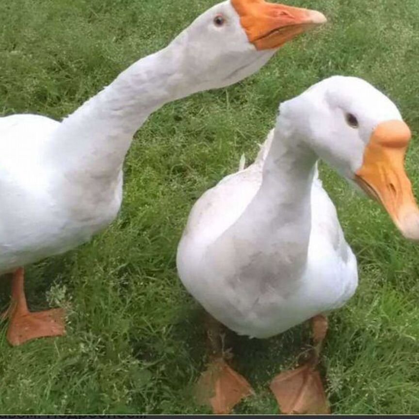 Продам гусей