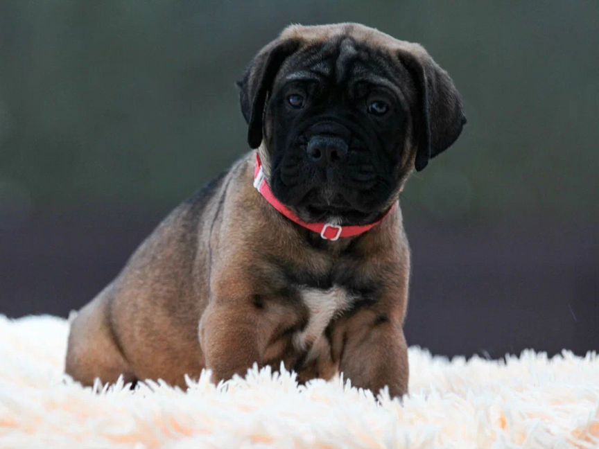 Бульмастиф девочки и мальчики