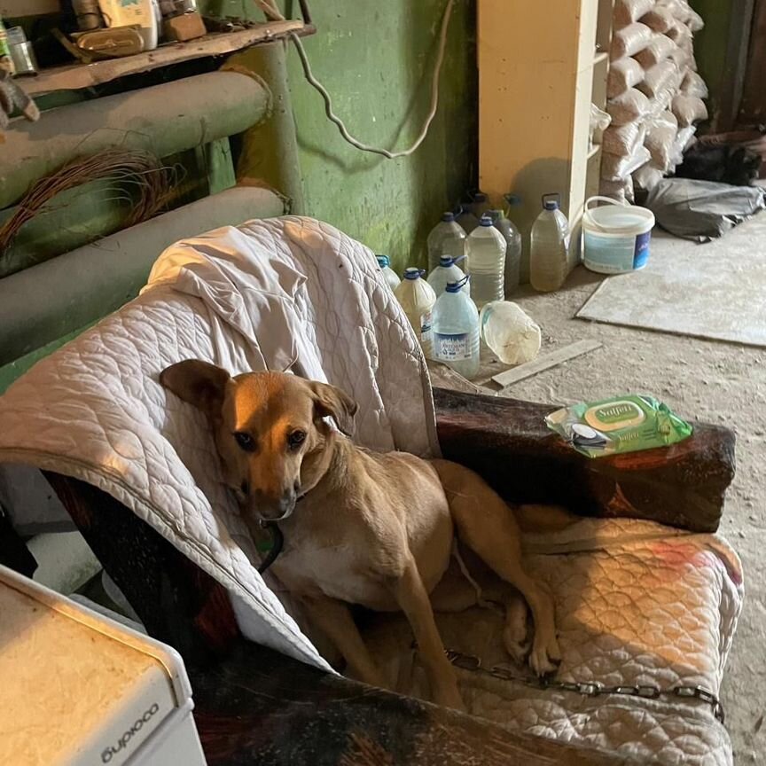 Небольшая собака Джессика в дар