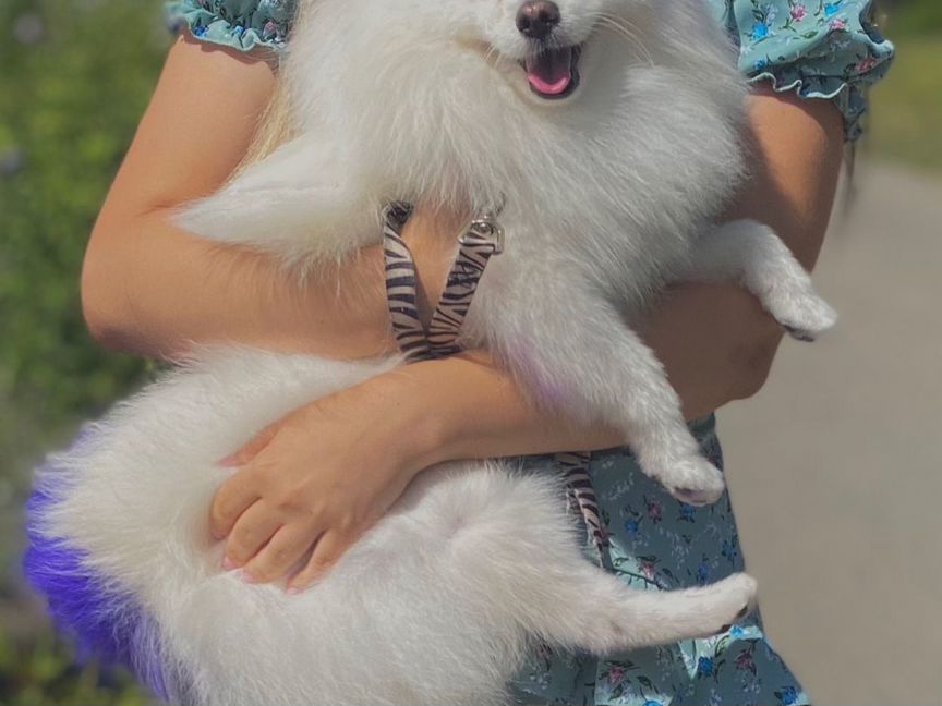 Шпиц случка вязка