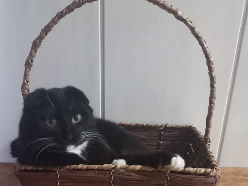 Кошка котенок черная