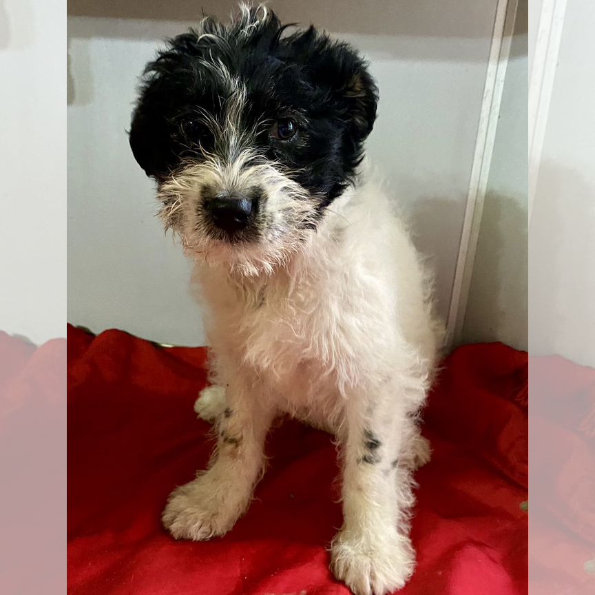 Щенок в добрые руки