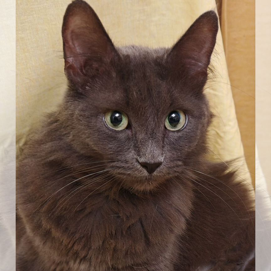 Взрослый кот в добрые руки