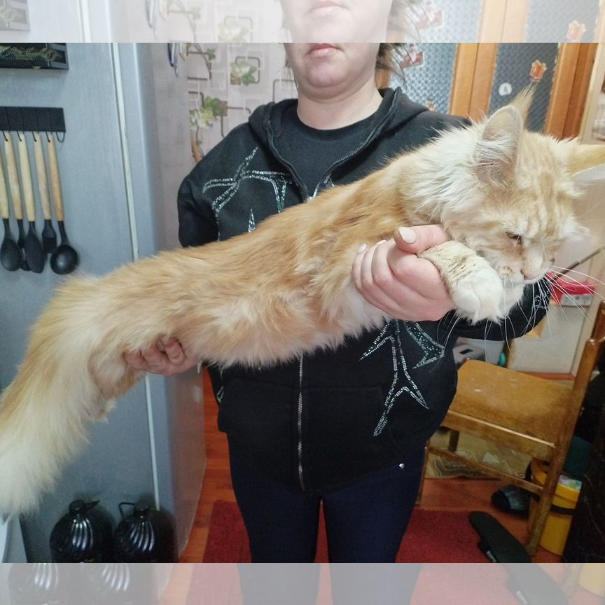 Мейн-кун, взрослая кошка