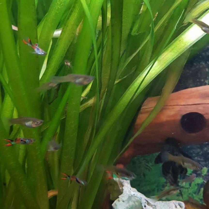 Гуппи Эндера Венесуэла