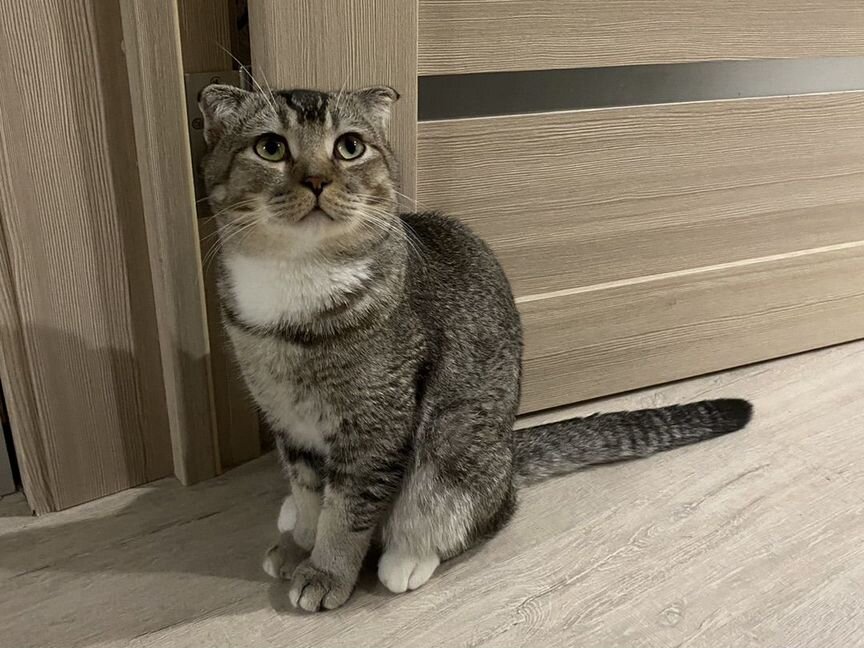 Котик на вязку