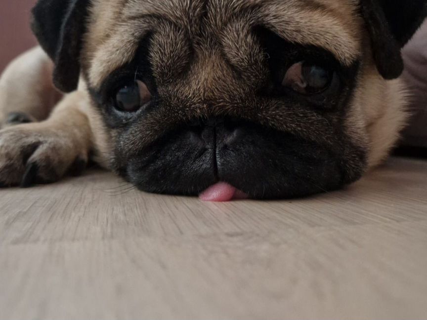 Мопс в добрые руки