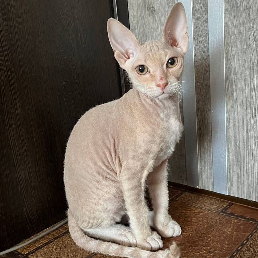 Канадский сфинкс котёнок