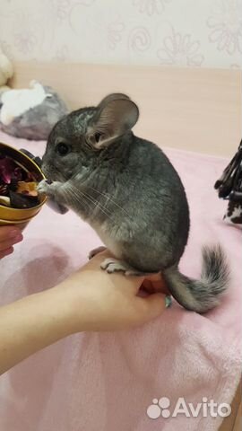 Шиншилла мальчик 3 мес