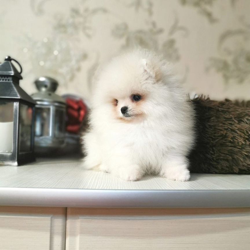 Померанский шпиц