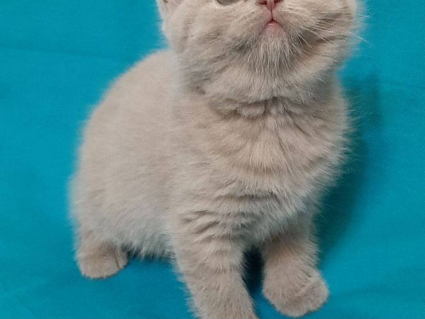Шотландская вислоухая котёнок