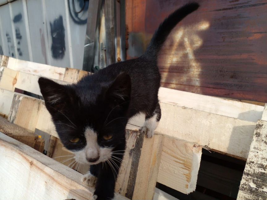 Бездомные котята ищут дом