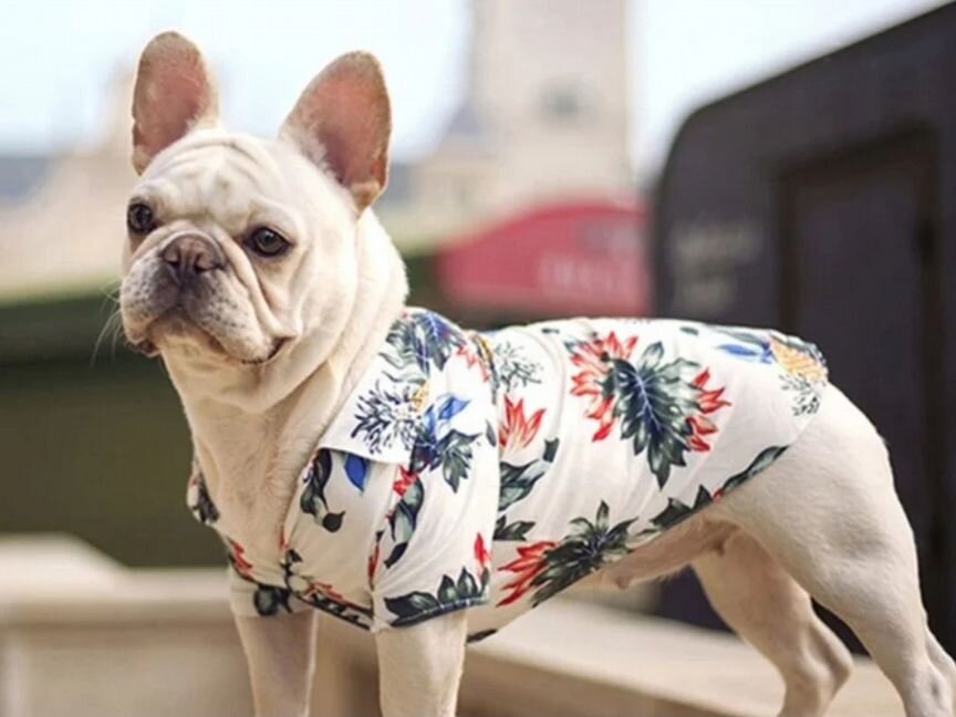 Рубашка для маленькой собаки, кота