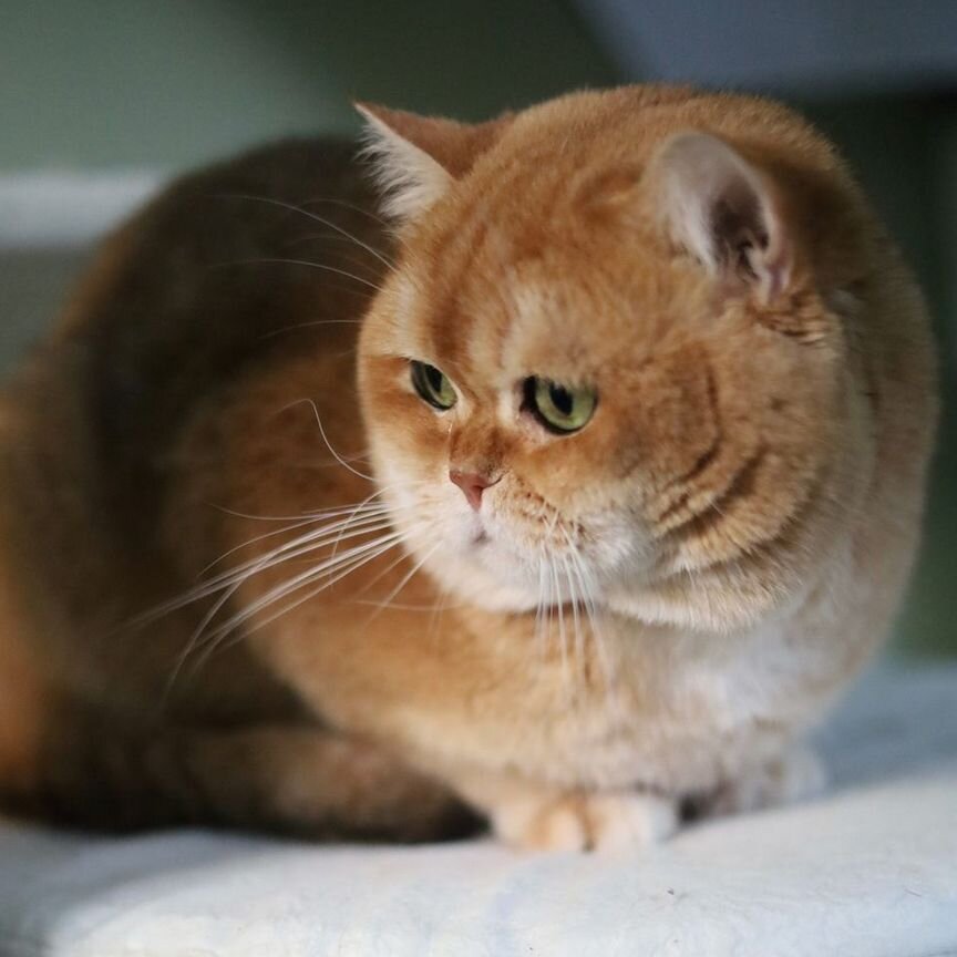 Британский золотой котик