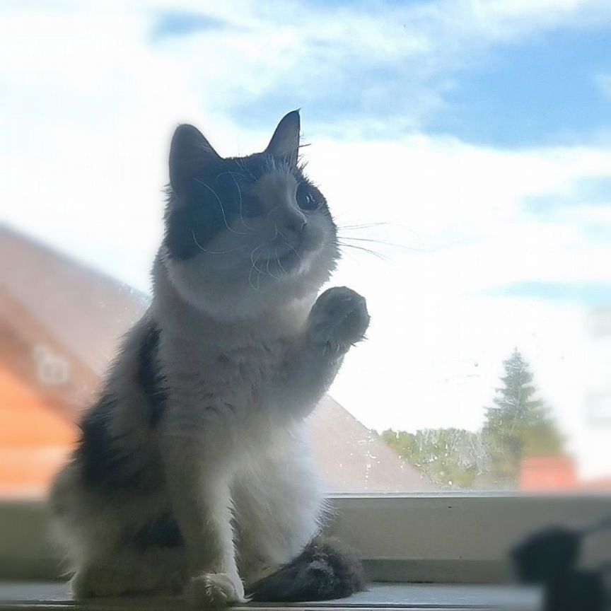 Юная нежная кошечка