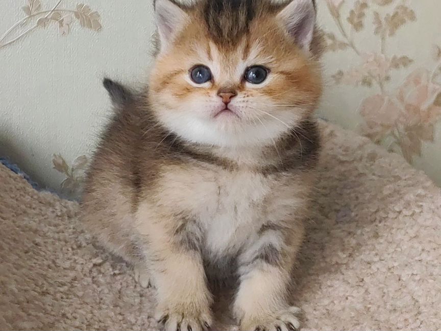 Золотые шотландцы