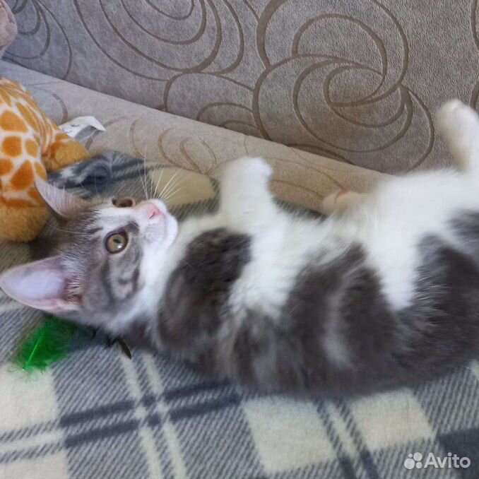 Чудо котенок в хорошие руки