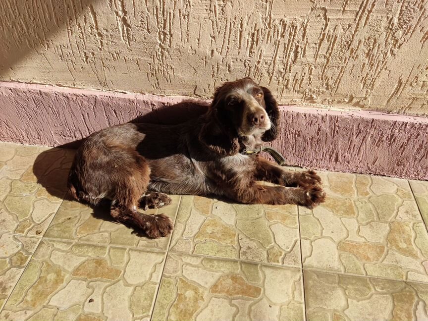 Русская спаниель ищет жениха