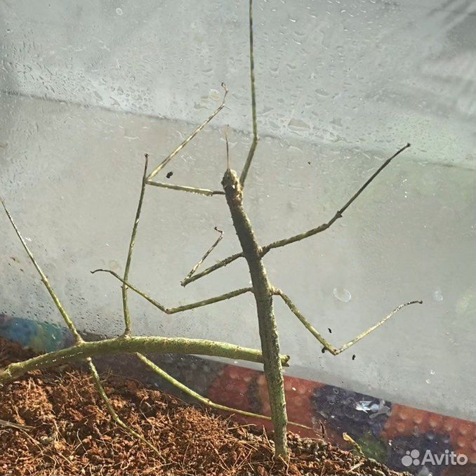 Палочники аннамские