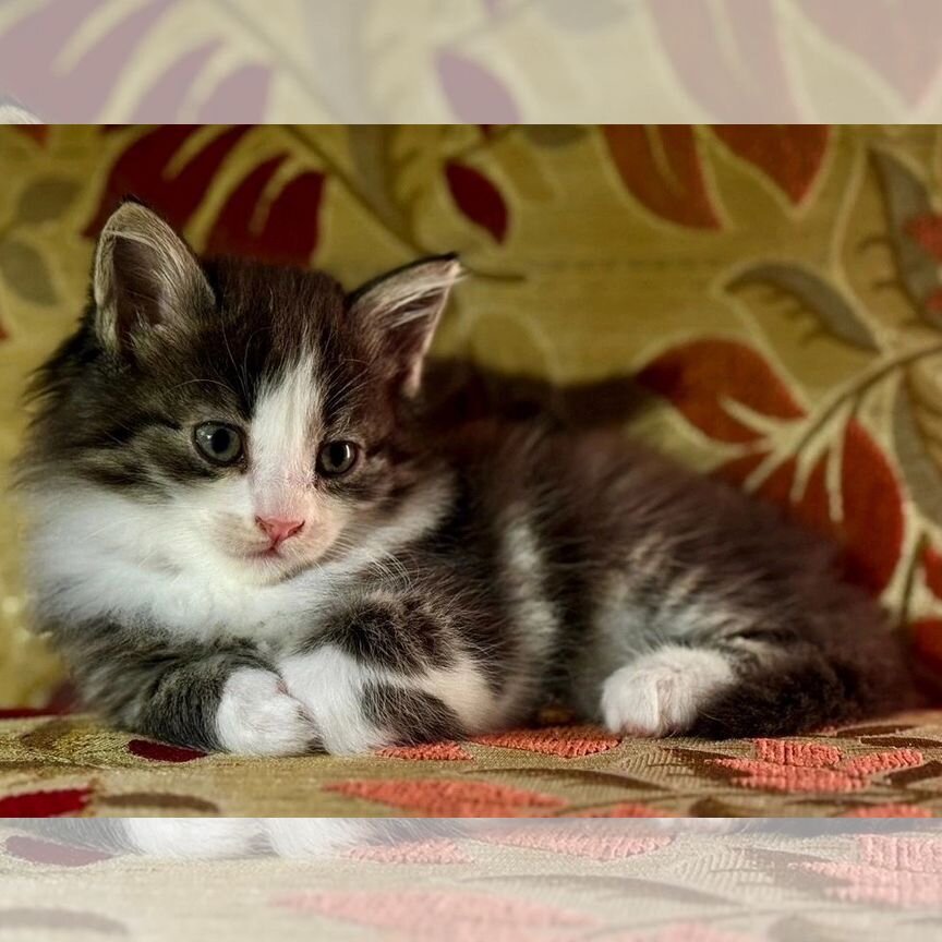 Котёнок в добрые руки