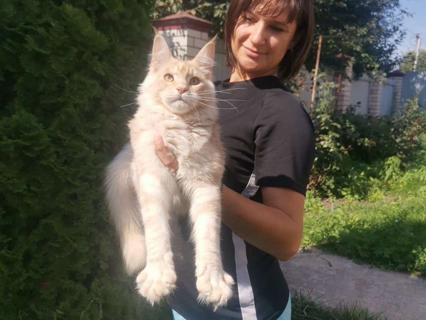 Великолепные мейн кун питомник