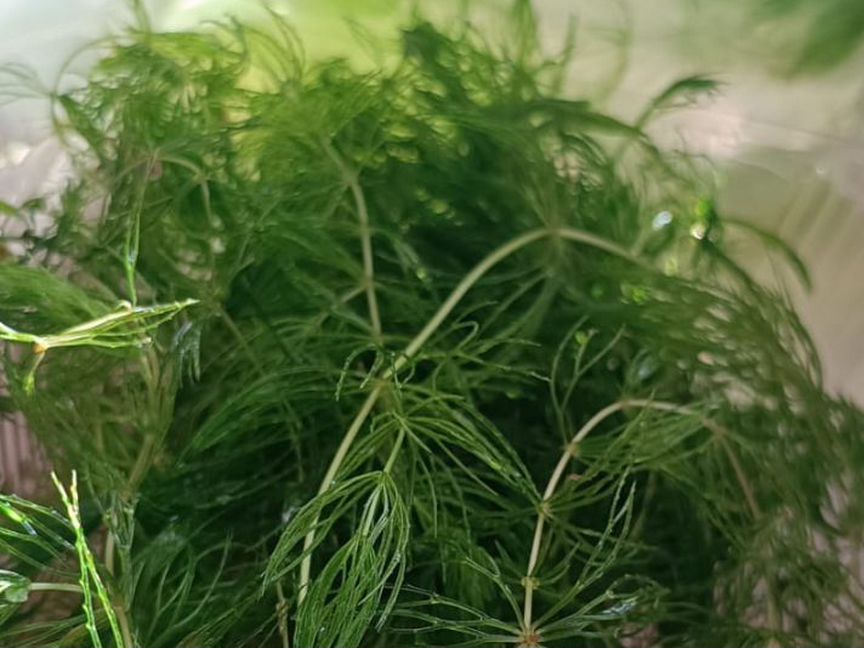 Аквариумное растение