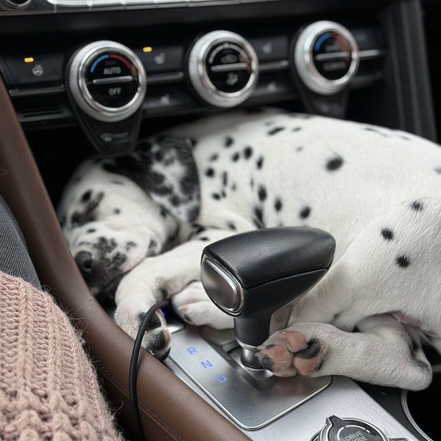 Далматин, щенок