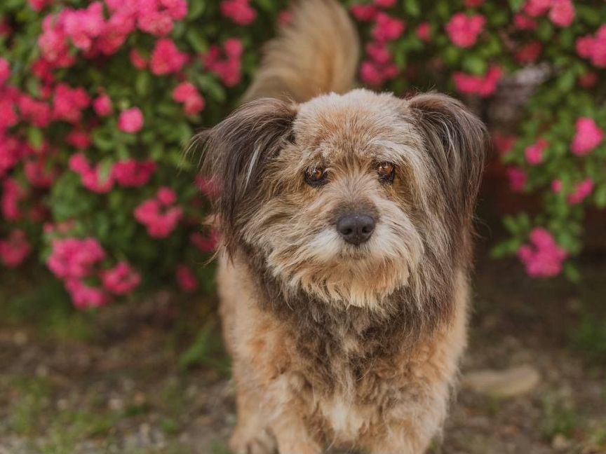 Маленькая собачка в добрые руки