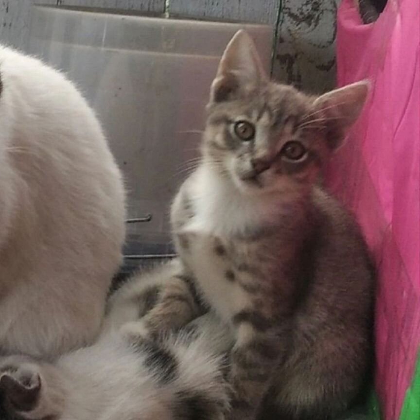 Котята в добрые руки бесплатно