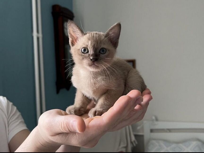 Бурманские котята