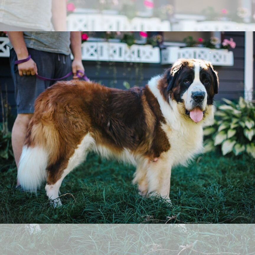 Московская сторожевая в добрые руки