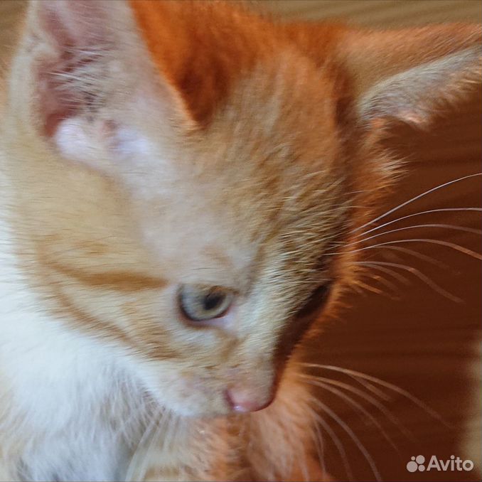 Котёночек вашей семье