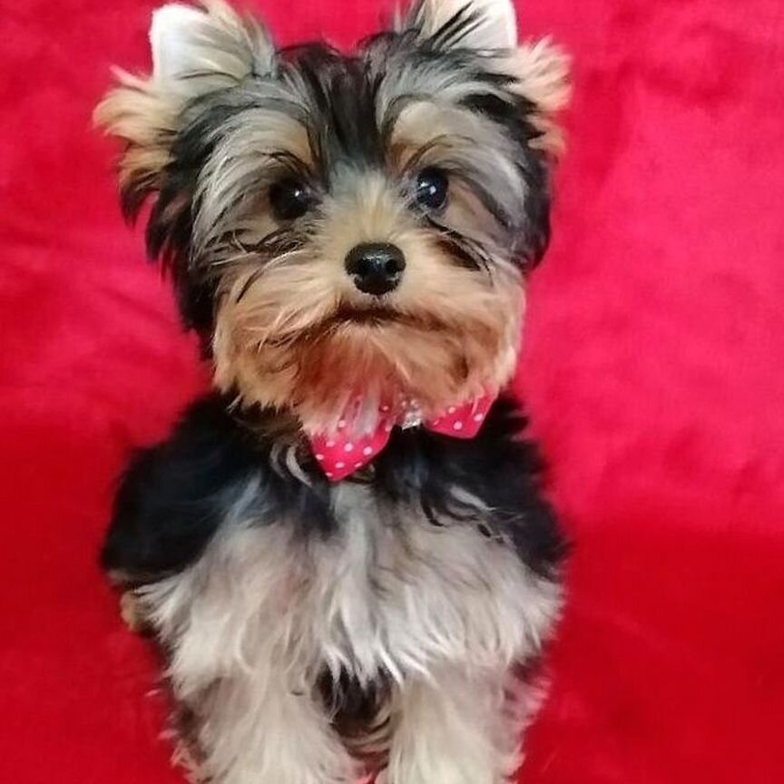 Мальчик-зайчик