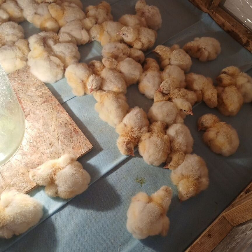 Цыплята бройлеры