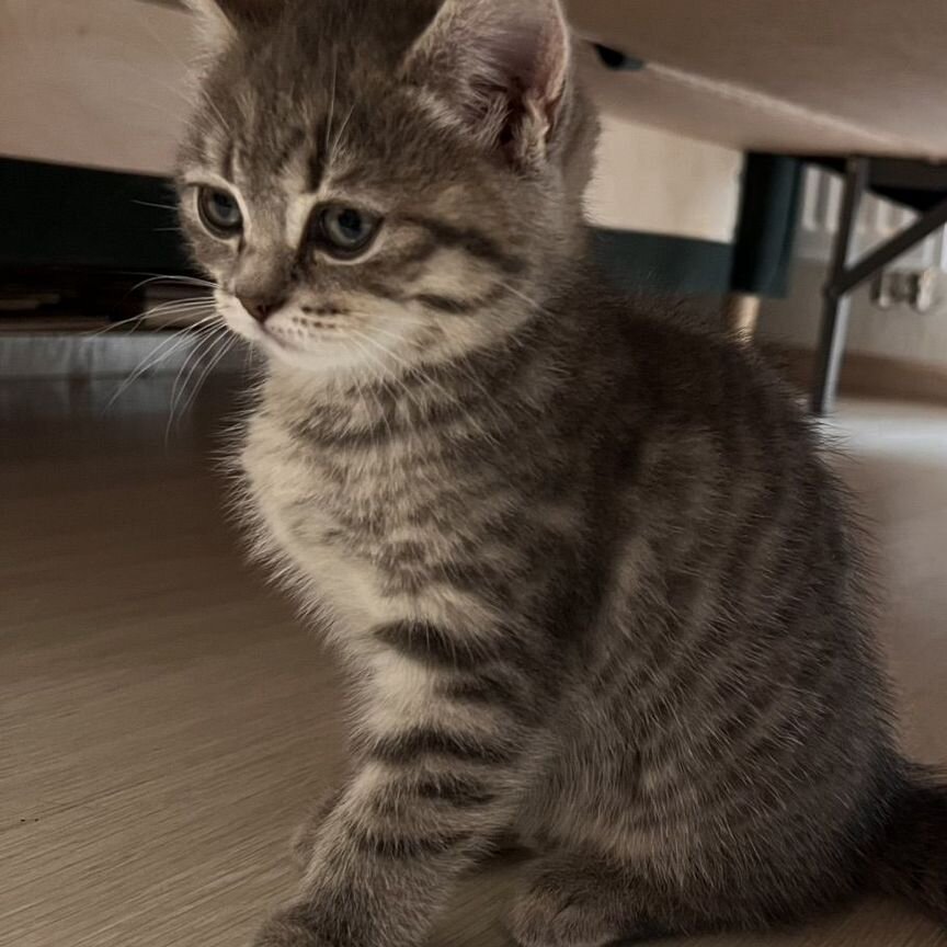 Шотландский прямоухий длинношёрстный котёнок