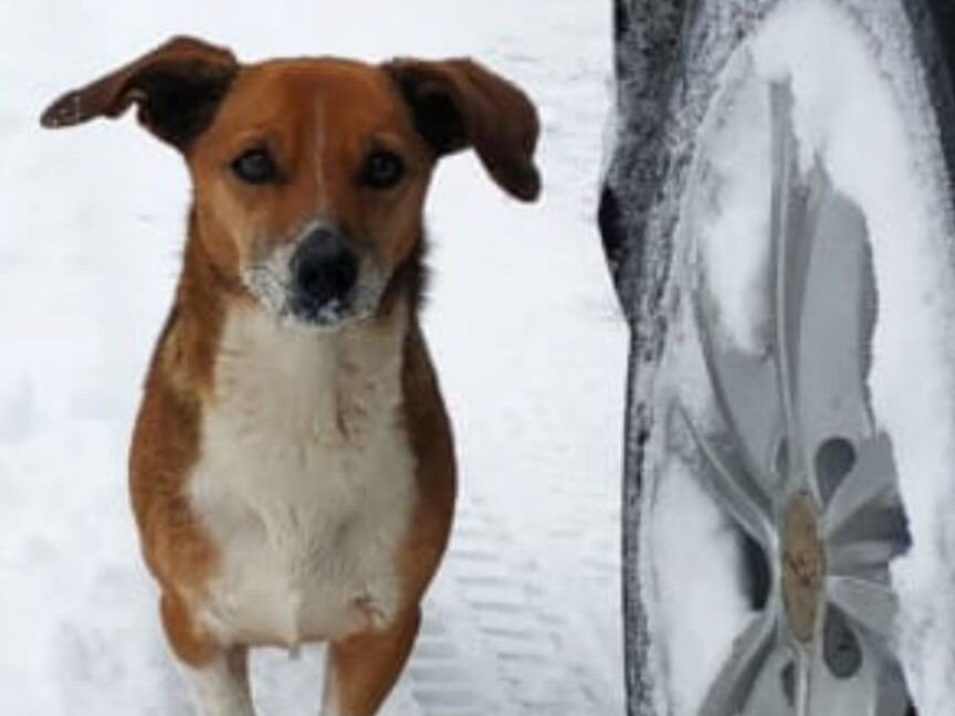 Маленькая собака бесплатно