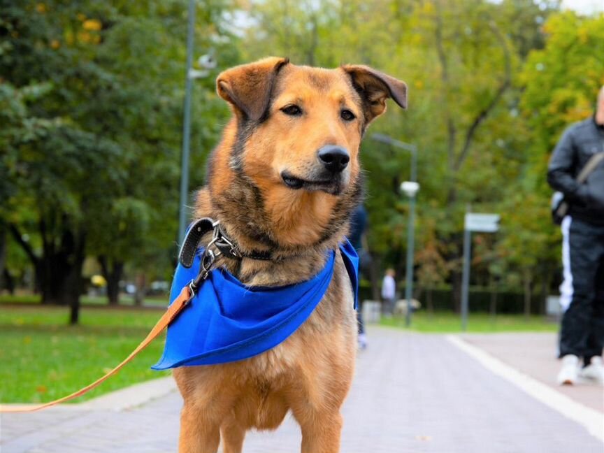 Собака в добрые руки