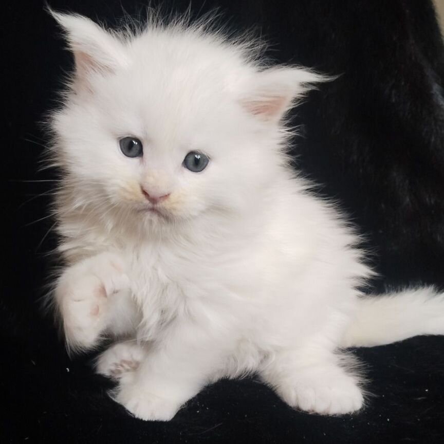 Котята мейн-кун полидакт белый мальчики
