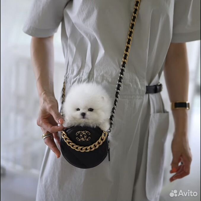 Шпиц вашей мечты уникальные микро детки мишки