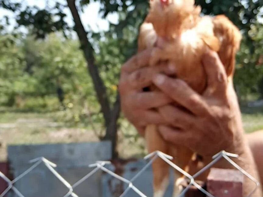 Куры несушки ломан braun