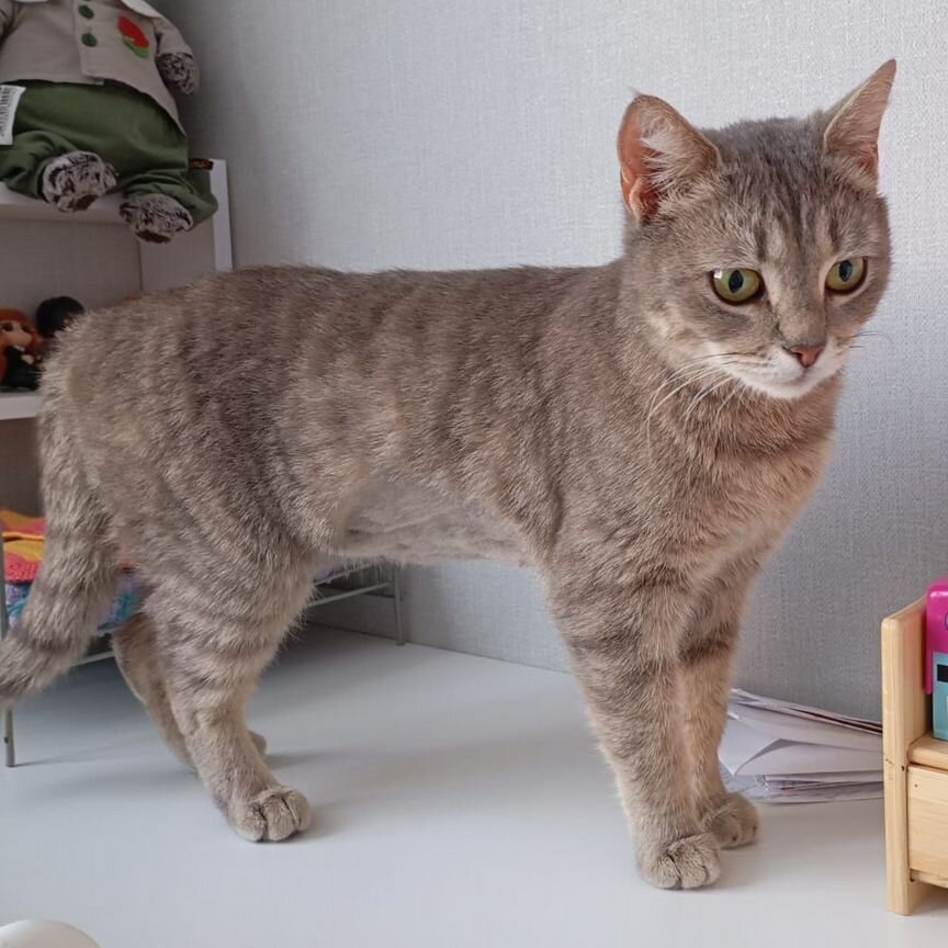 Кошки в добрые руки