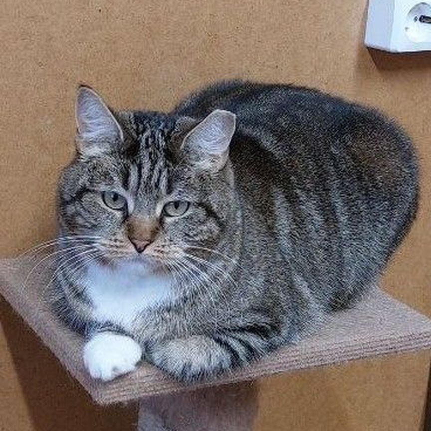 Ласковая кошечка ищет дом