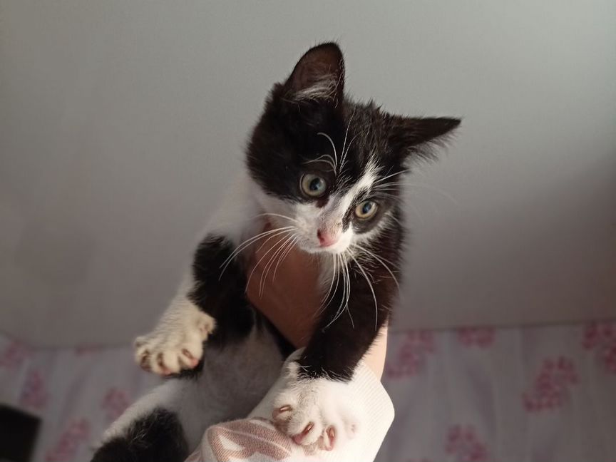 Котенок маленький (примерно месяц)