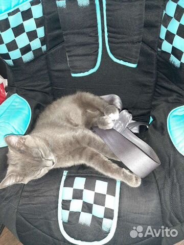 Котенок серый в добрые руки