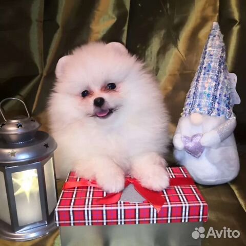 Щенки малыши